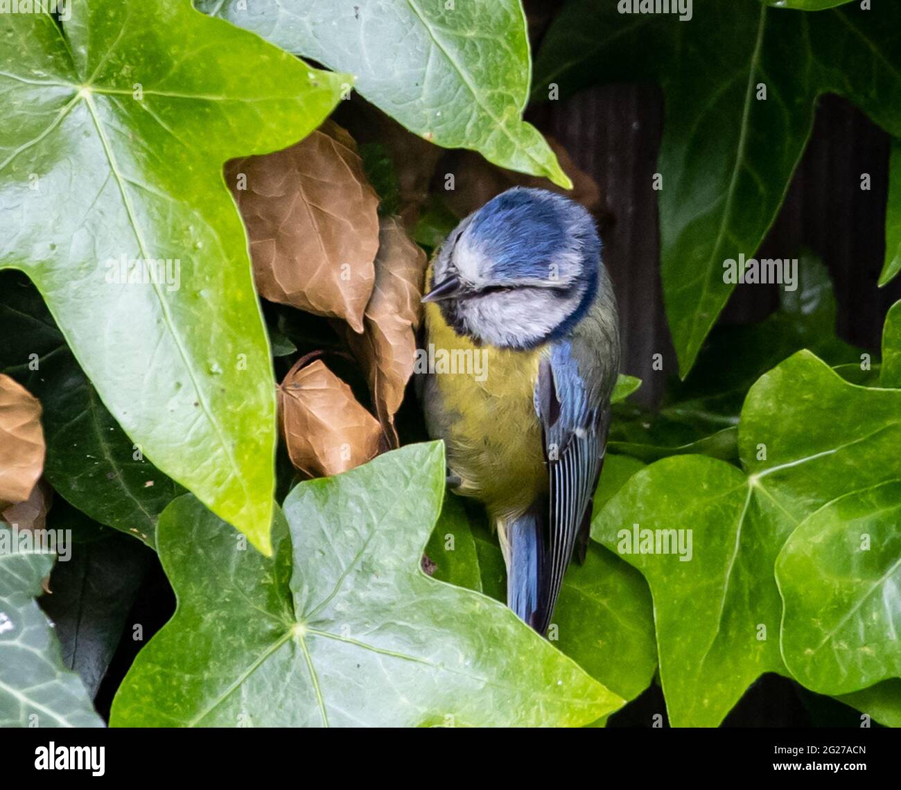 Closeup of a European blue tit bird peeking from behind big green ...