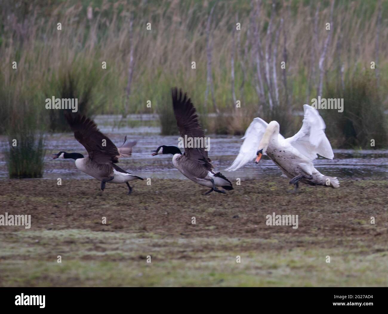 Angered white swan chasing away a pair of Canada geese on a marshland ...