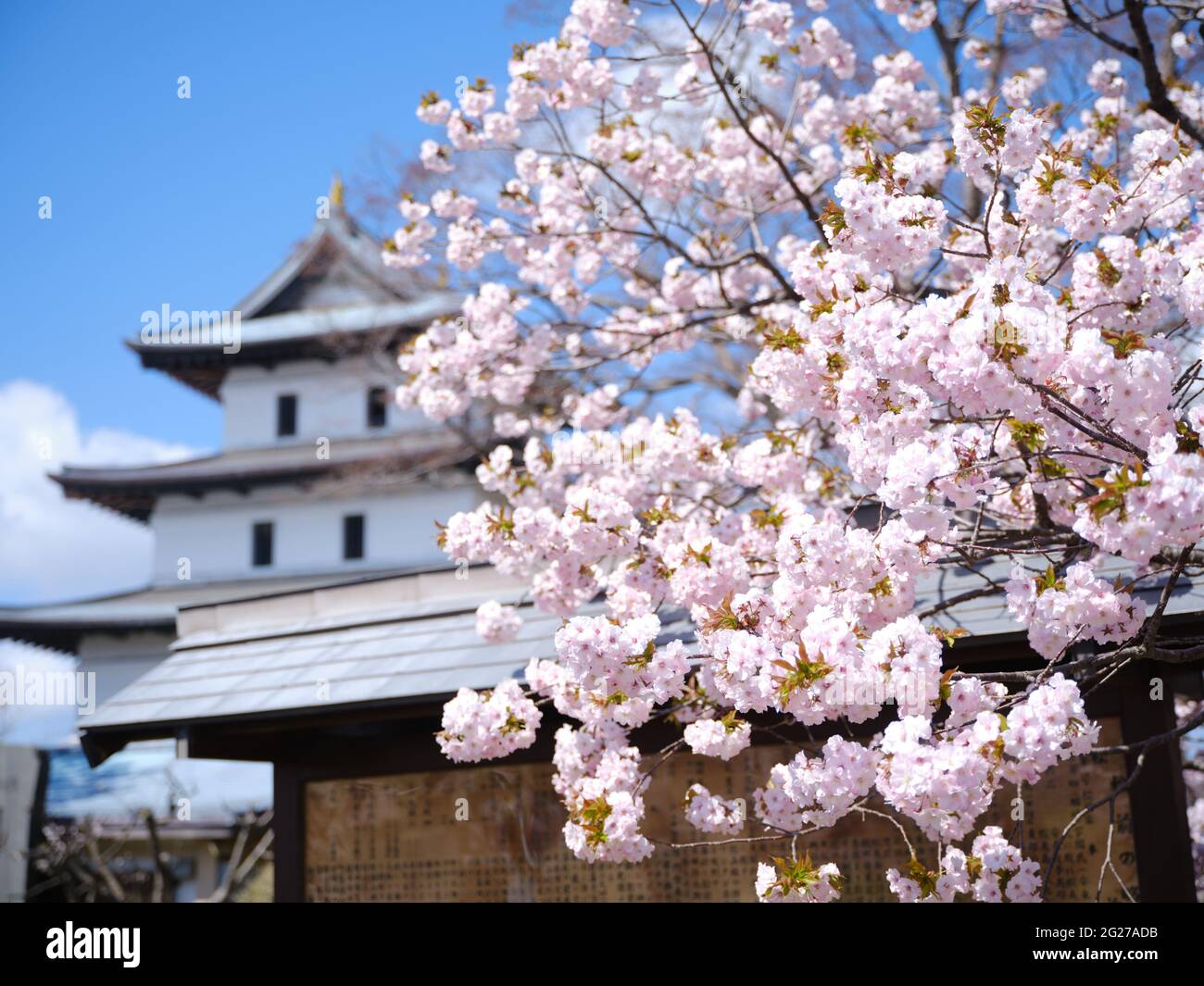 Cherry Blossoms and Matsumae Castle, Hokkaido, Japan Stock Photo - Alamy