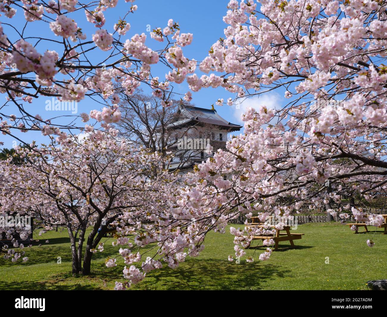 Cherry Blossoms and Matsumae Castle, Hokkaido, Japan Stock Photo - Alamy
