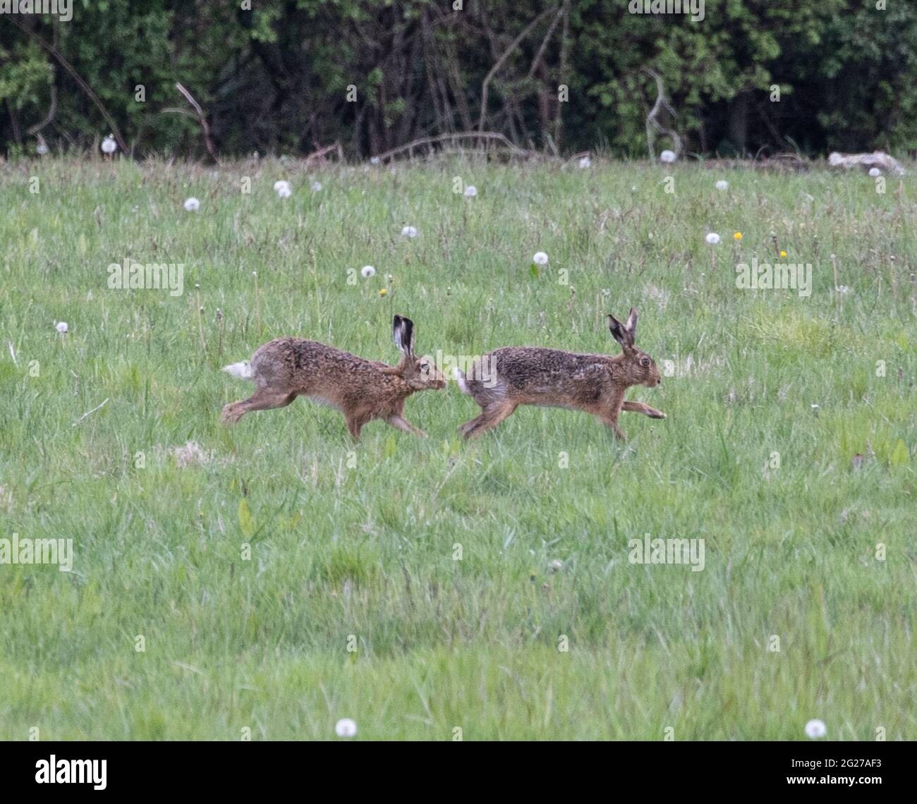 Chase field hi-res stock photography and images - Alamy