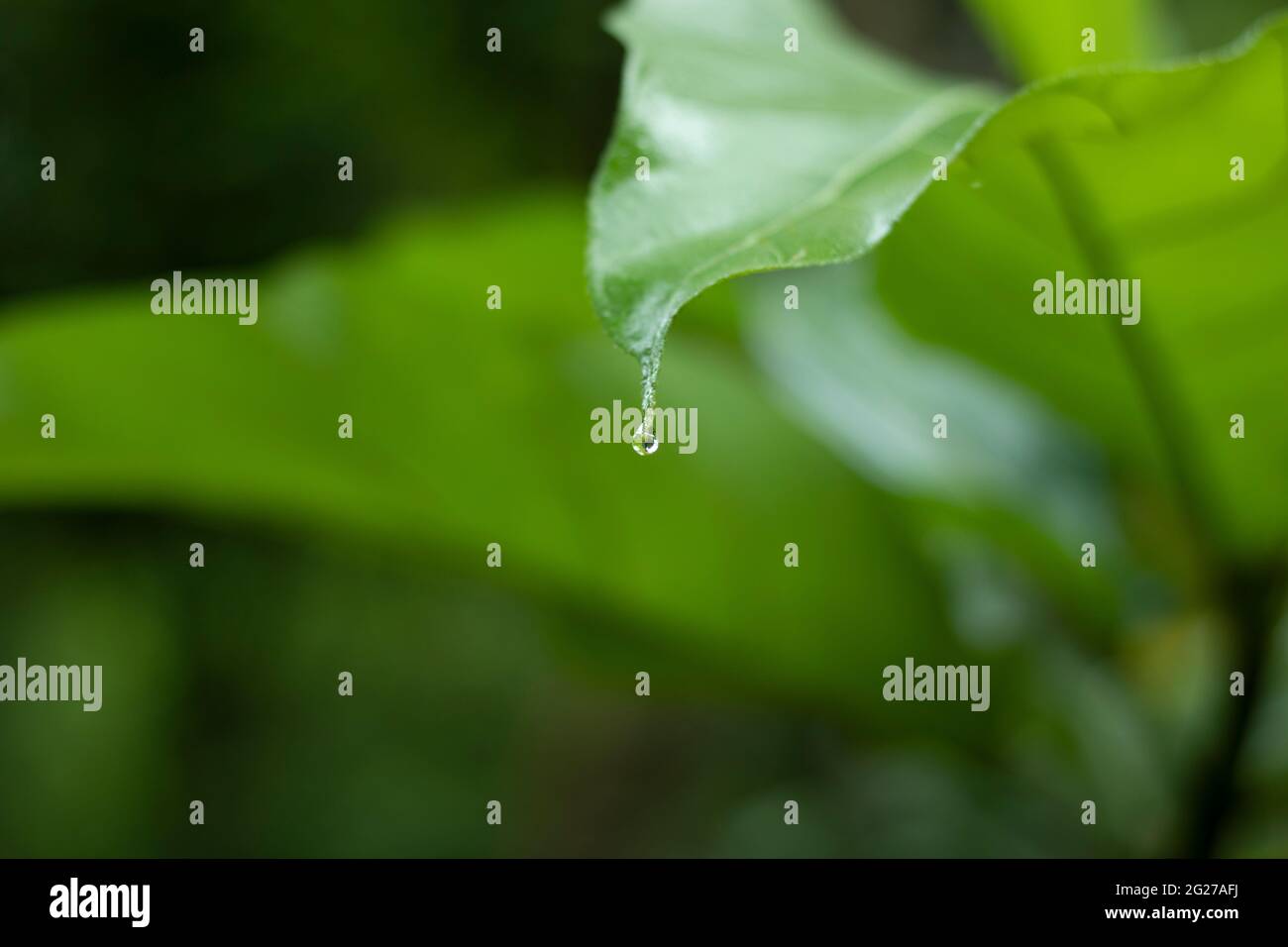 Water drop from green leaf on landscape forest high resolution ...