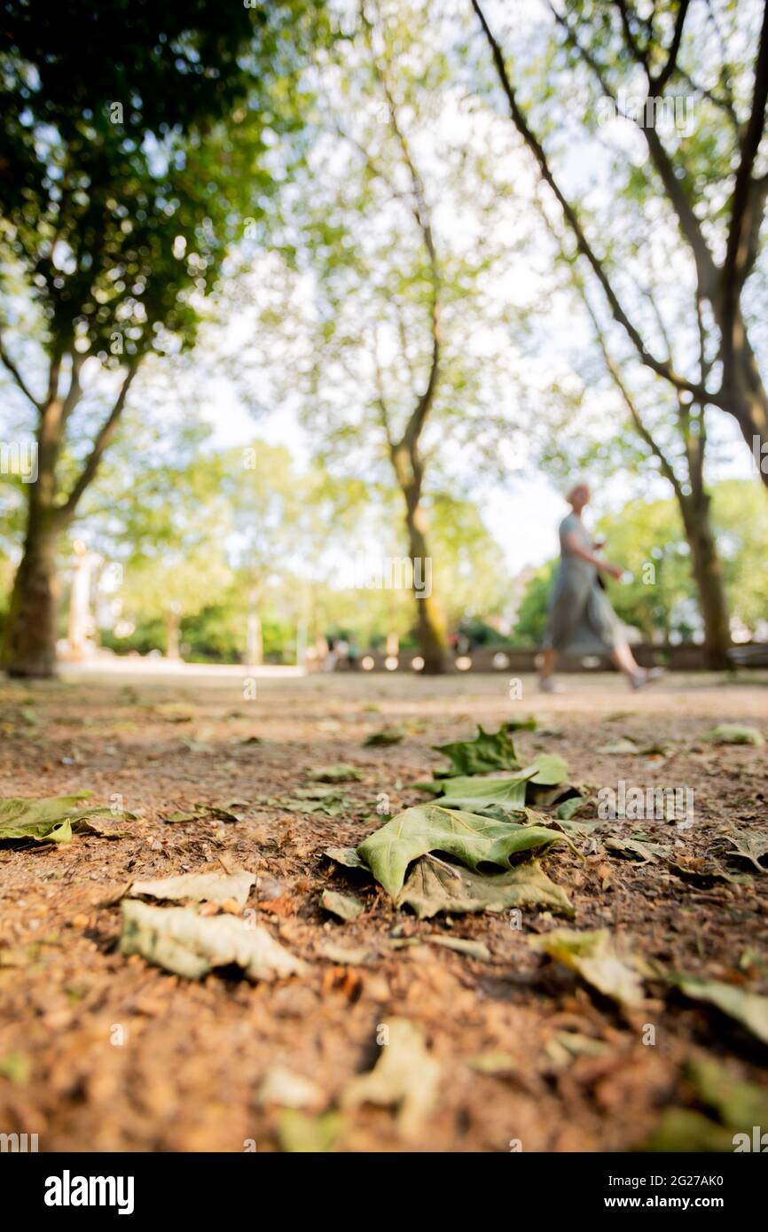 Berlin, Germany. 08th June, 2021. Leaves of plane trees lie on the ...