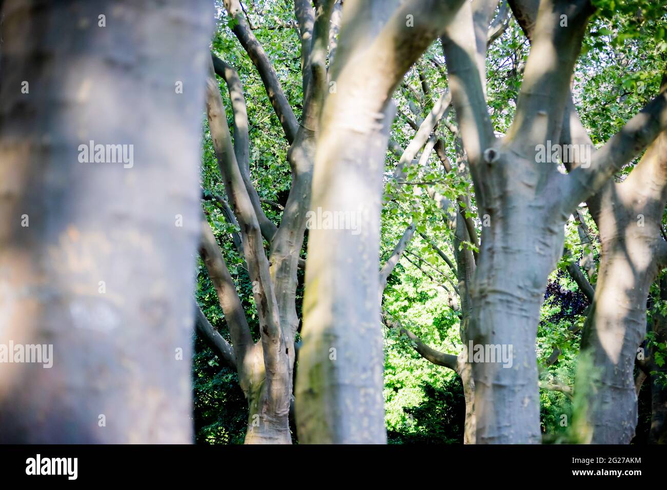 Berlin, Germany. 08th June, 2021. Sycamore trees in the Schöneberg city ...