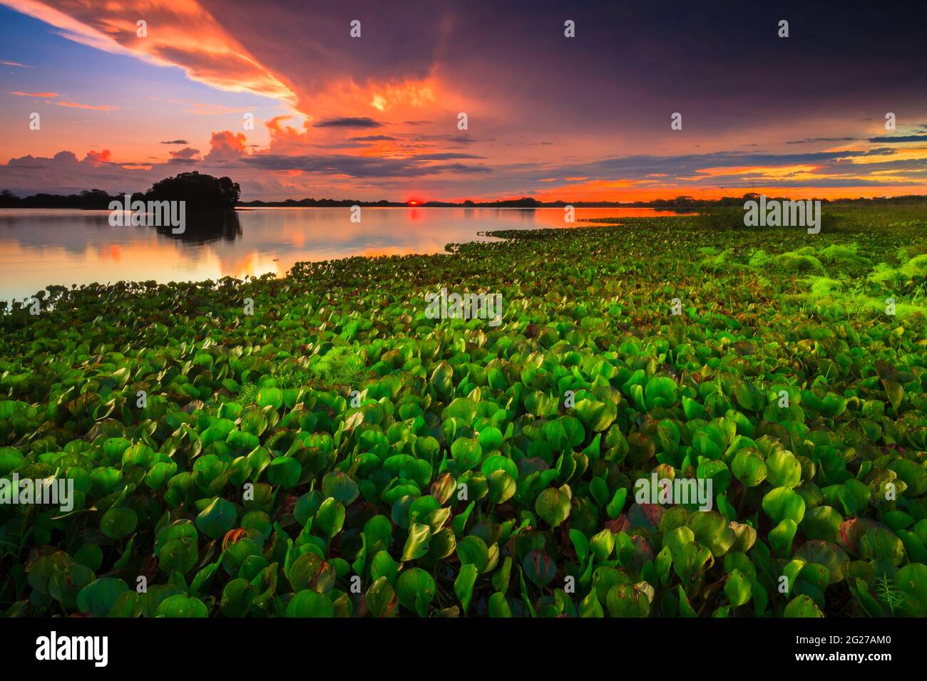 Panama landscape at sunset at the lakeside of Refugio de vida Silvestre ...