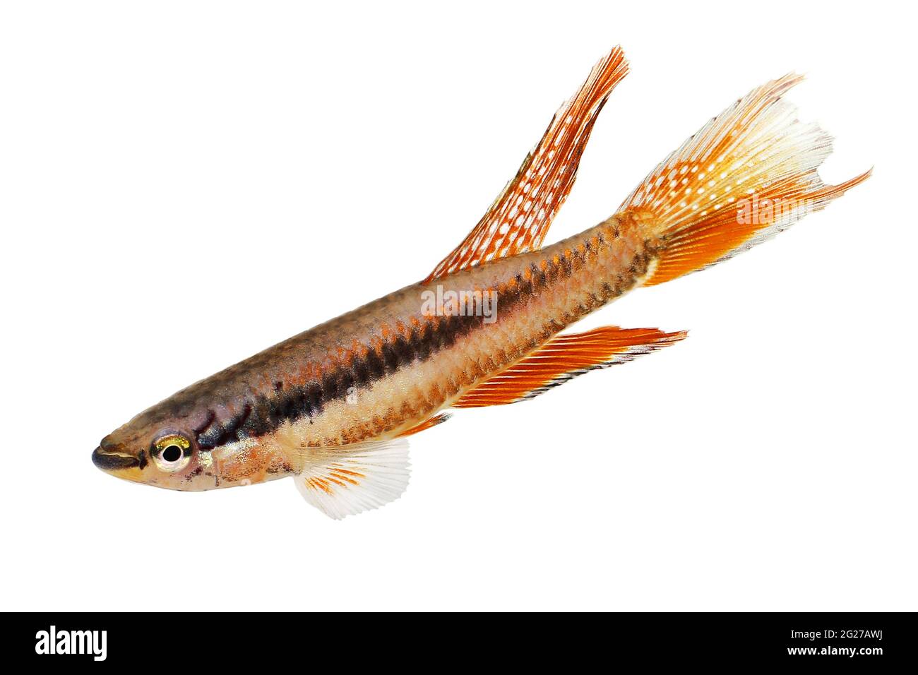 Lagos Red Killifish aquarium fish Killi Aphyosemion bitaeniatum Stock ...