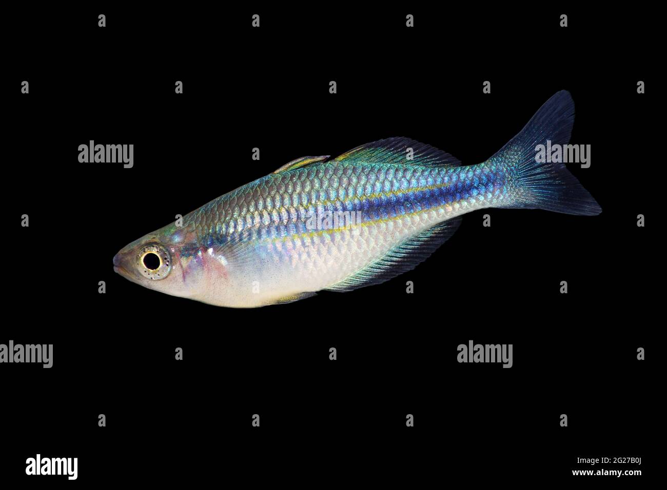 Melanotaenia lacustris hi-res stock photography and images - Alamy