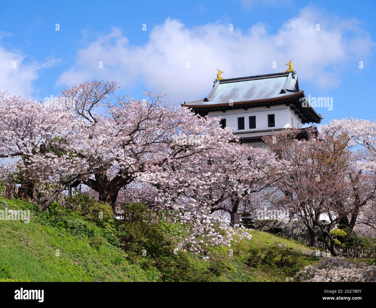Cherry Blossoms in Matsumae Castle, Hokkaido, Japan Stock Photo - Alamy