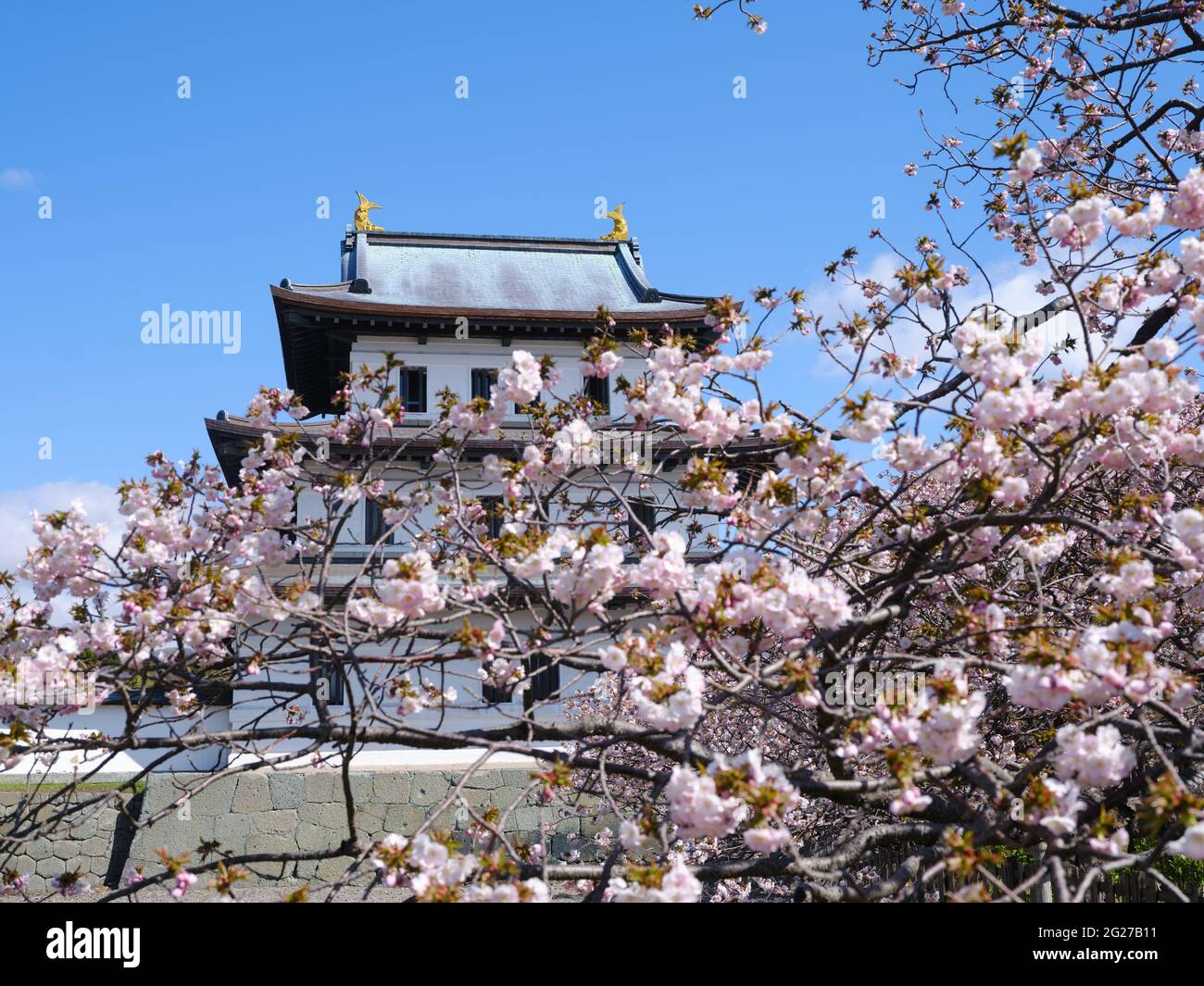 Cherry Blossoms in Matsumae Castle, Hokkaido, Japan Stock Photo - Alamy