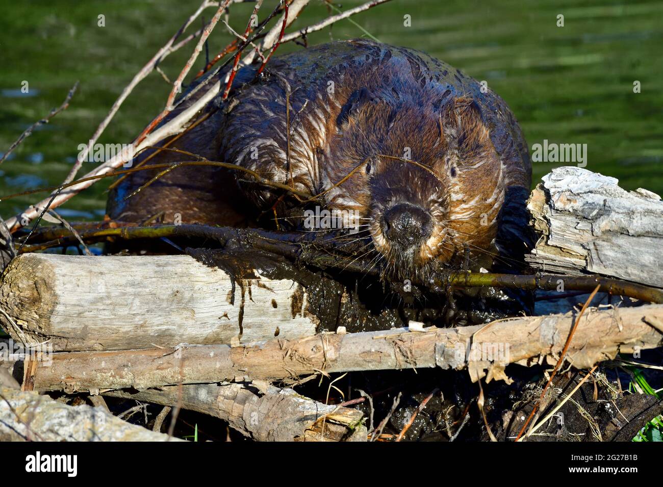 A wild beaver "Castor canadensis", adding some wet mud and sticks to a ...