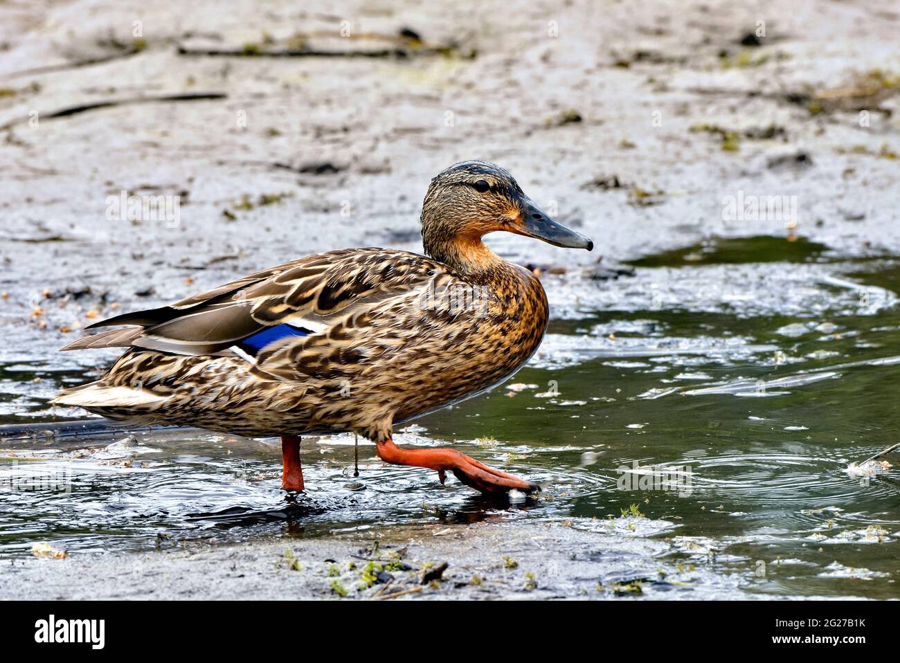 Female beaver hi-res stock photography and images - Alamy
