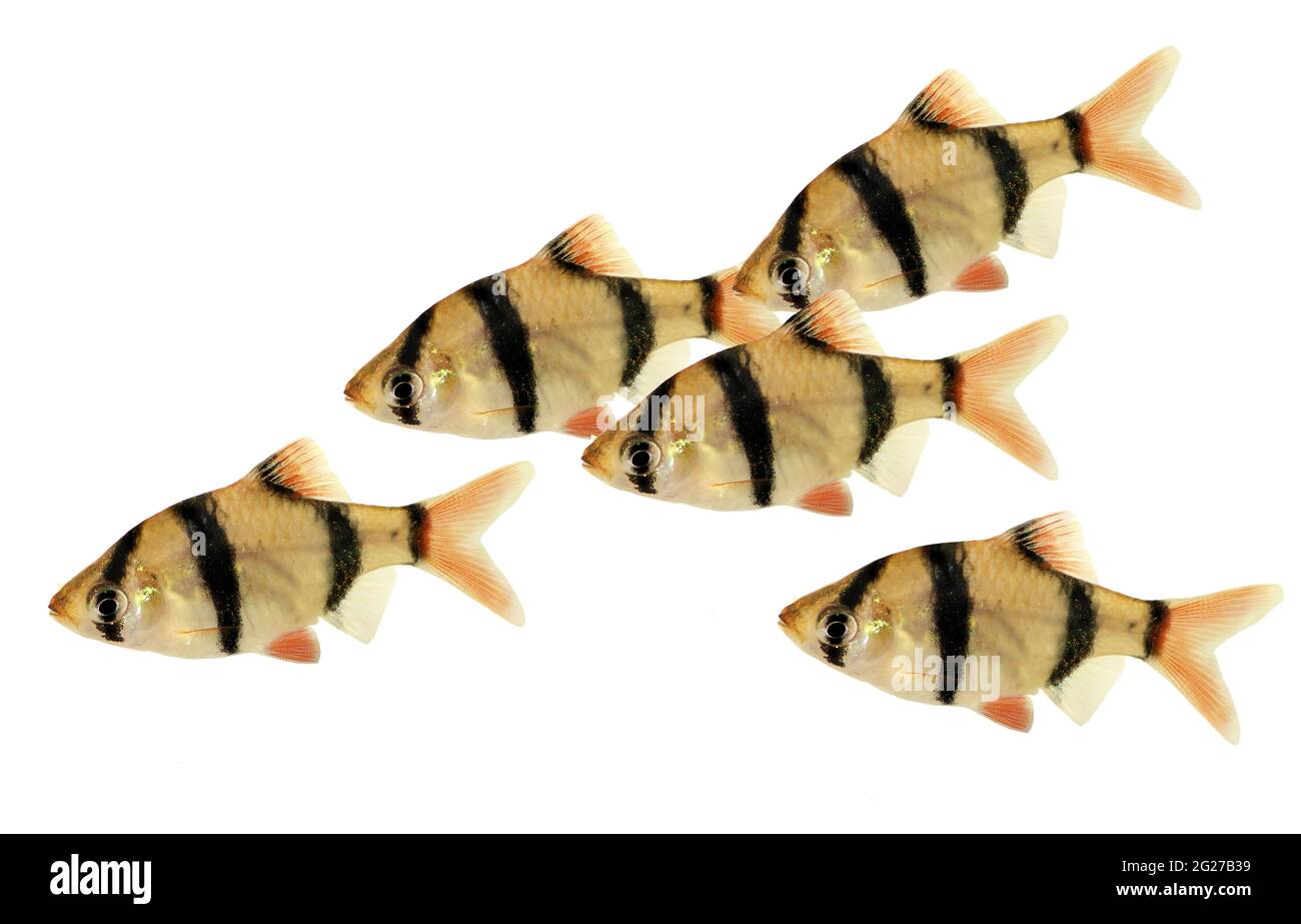Puntius tetrazona the tiger barb or sumatra barb Cut Out Stock Images ...