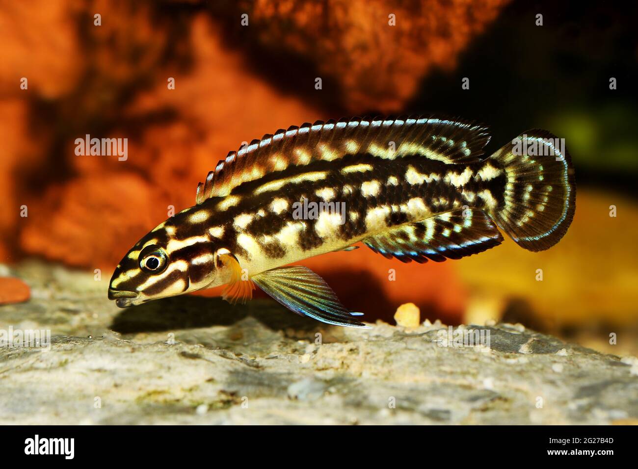 Spotted Julie Cichlid Julidochromis marlieri aquarium fish Lake ...