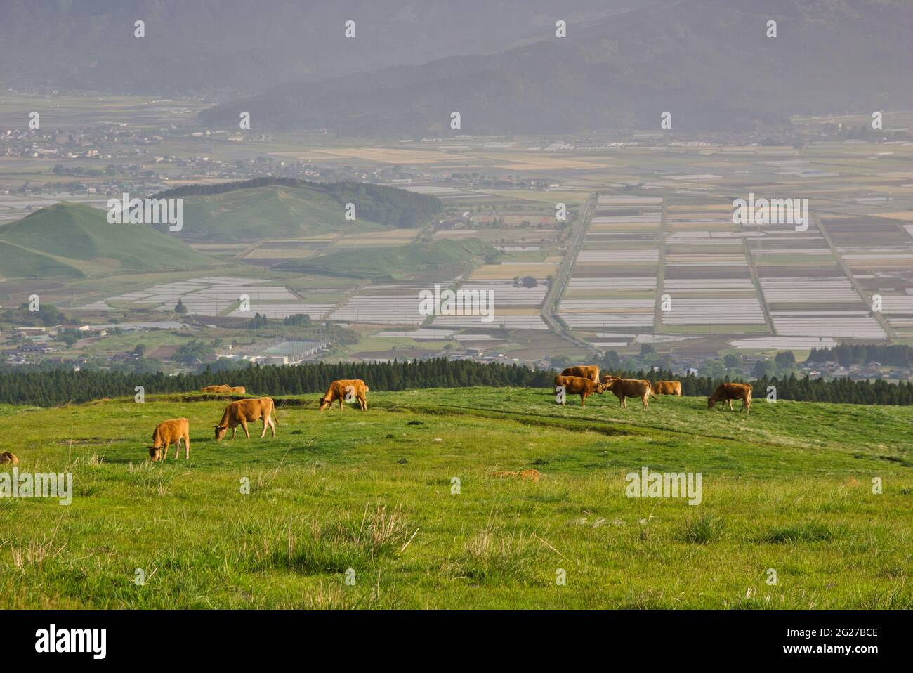 Aso cattle hi-res stock photography and images - Alamy