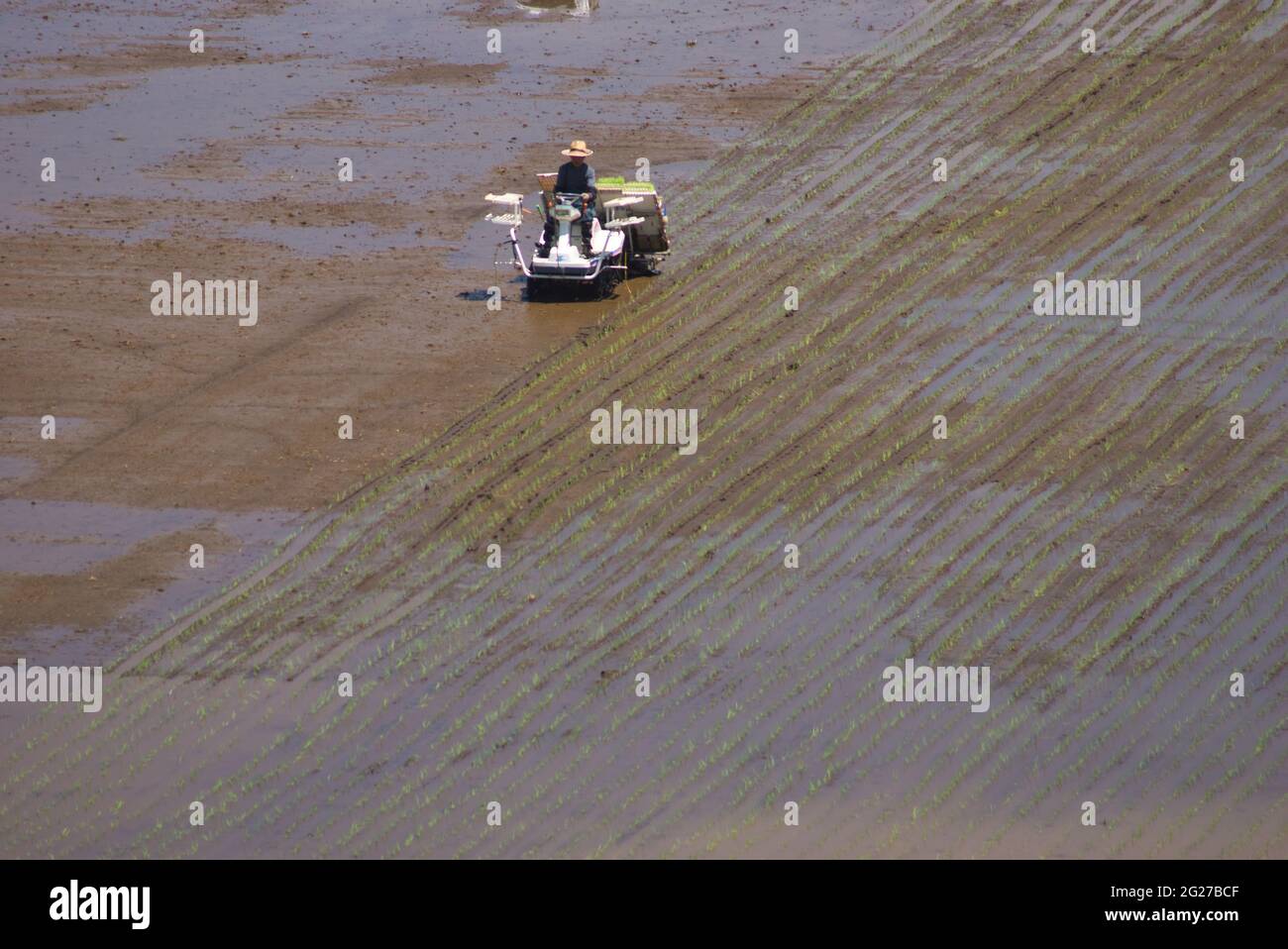 Rice Paddy in Caldera of Aso, Kumamoto Prefecture, Japan Stock Photo ...