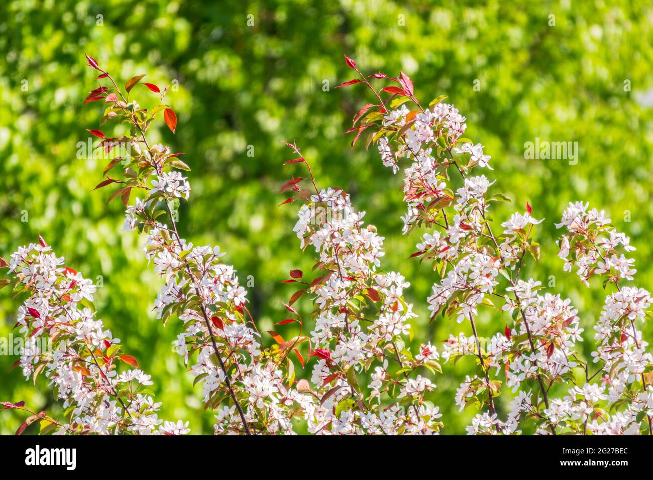 White blossoming apple trees. White apple tree flowers. Spring season ...