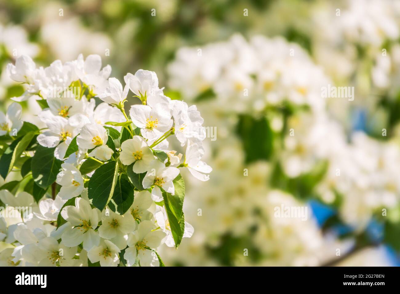 White blossoming apple trees. White apple tree flowers. Spring season ...