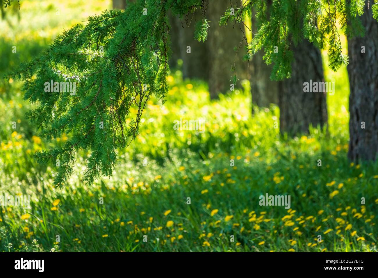 Young branches of larch. Closeup of green larch young needles. Larix ...