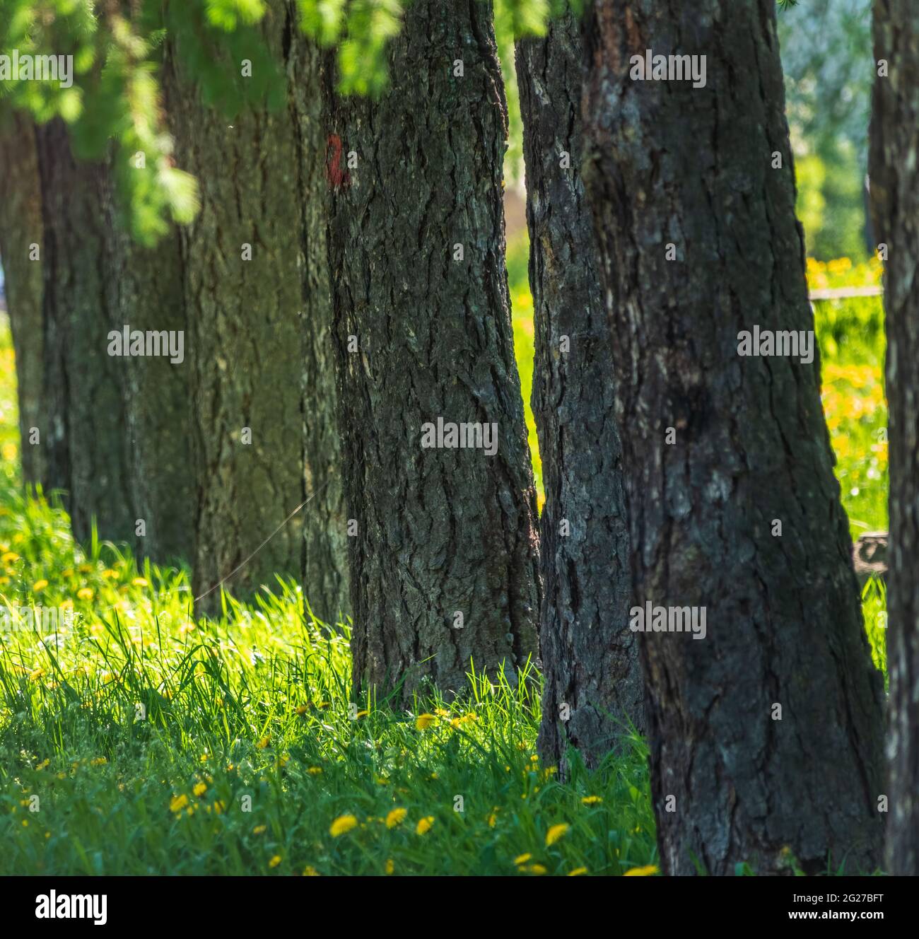 Straight trunks of larch trees in a green meadow. Larix sibirica, the ...