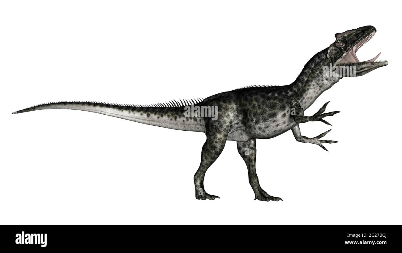 Allosaurus dinosaur roaring, isolated on white background Stock Photo ...