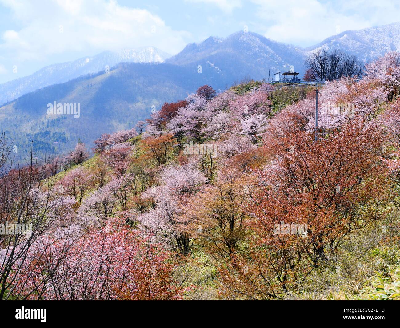 Cherry Blossoms in Shimizu Town, Hokkaido, Japan Stock Photo - Alamy