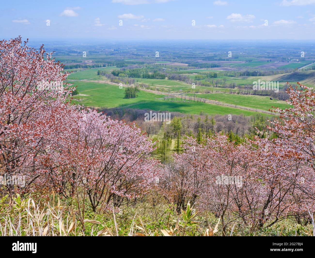 Cherry Blossoms in Shimizu Town, Hokkaido, Japan Stock Photo - Alamy