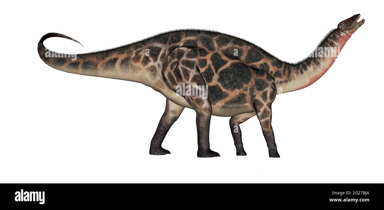 Dicraeosaurus dinosaur walking, isolated on white background Stock ...