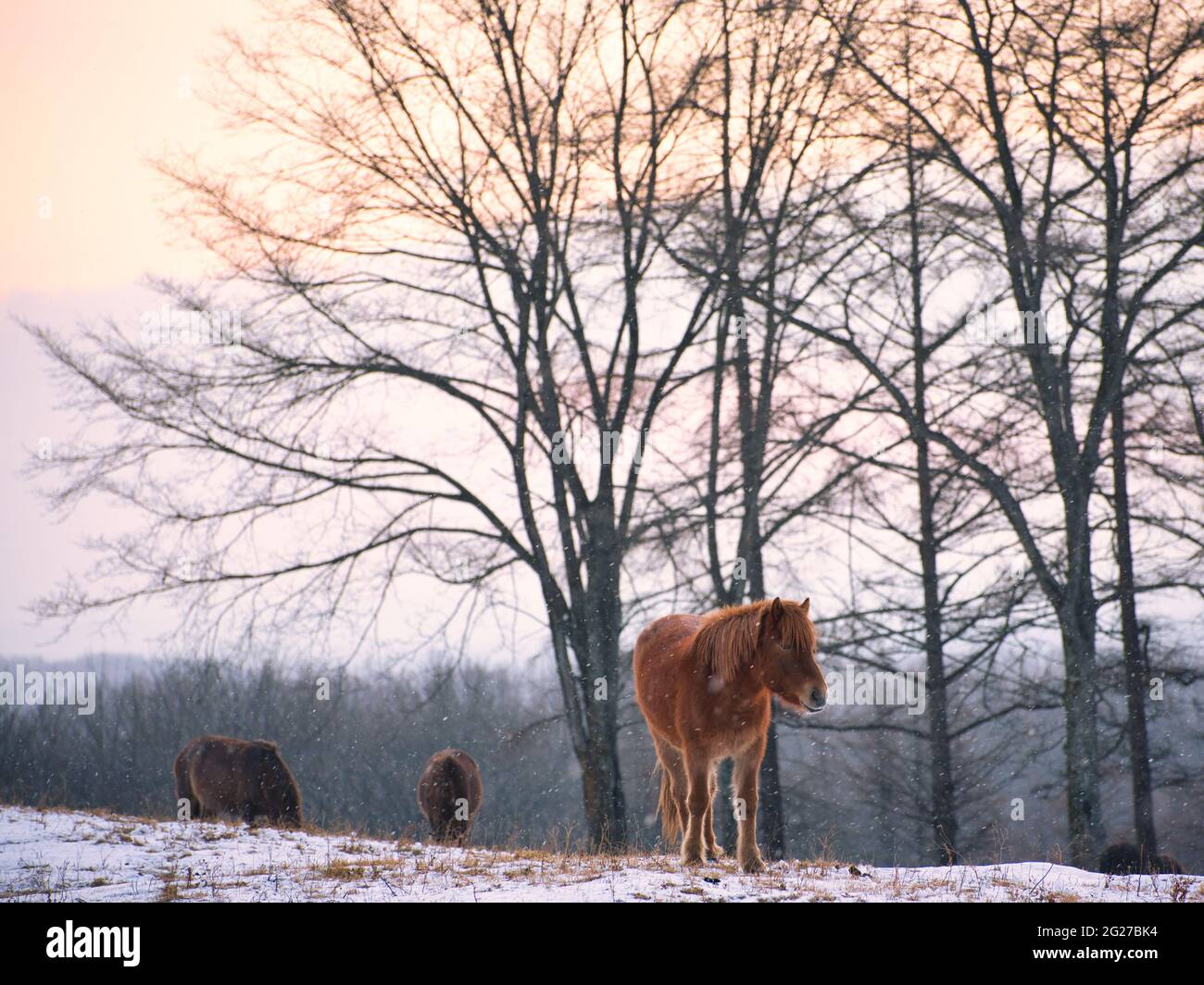 Dosanko Horse at Dawn Stock Photo - Alamy
