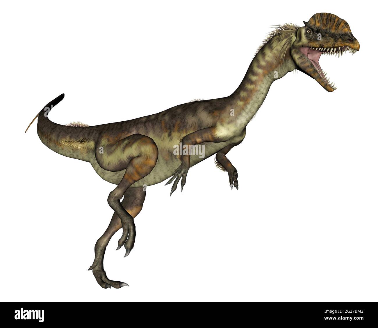 Dilophosaurus dinosaur roaring, isolated on white background Stock Photo - Alamy