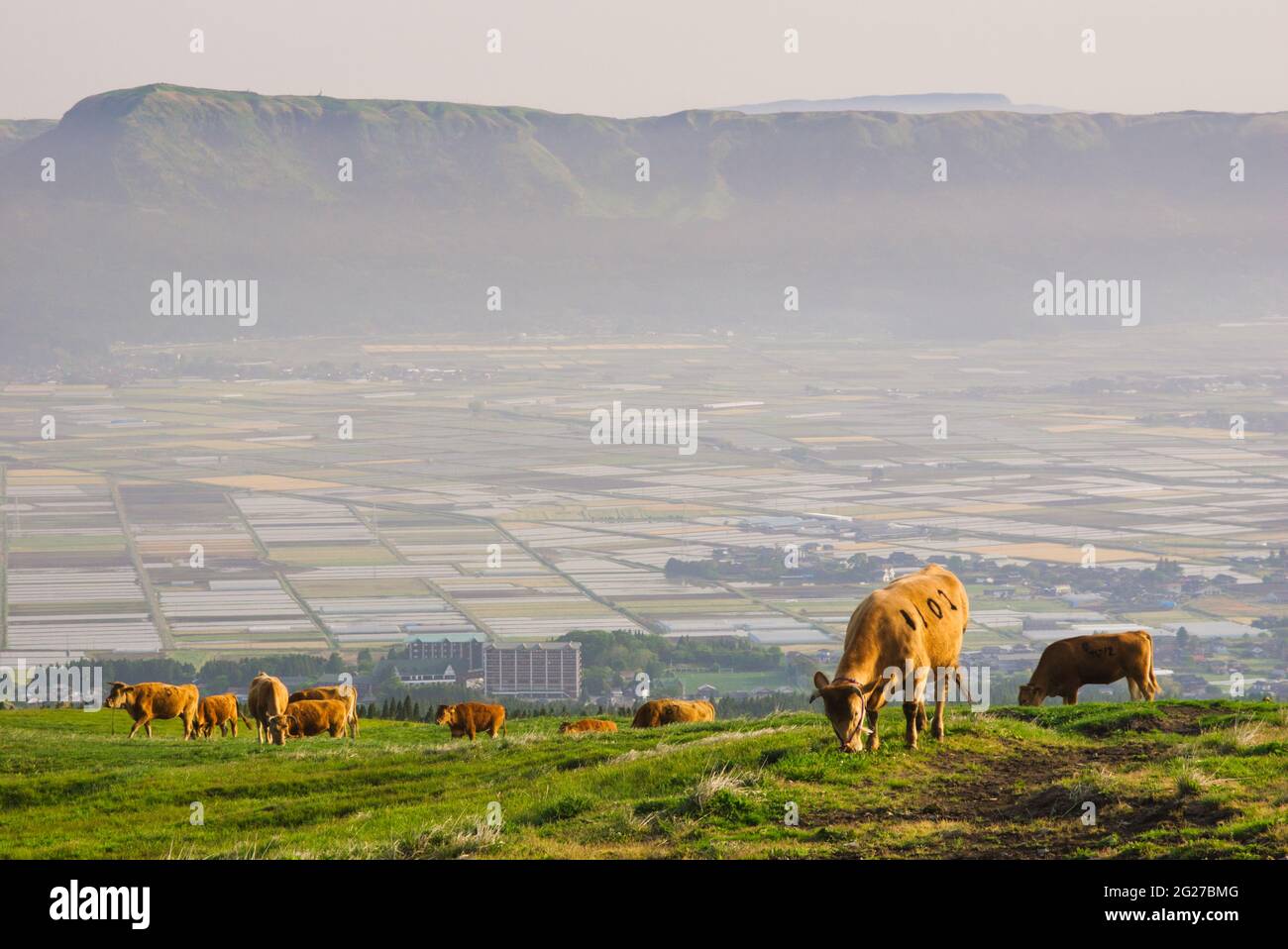 Aso Cattle and Rice Paddy in Caldera of Aso, Kumamoto Prefecture, Japan ...