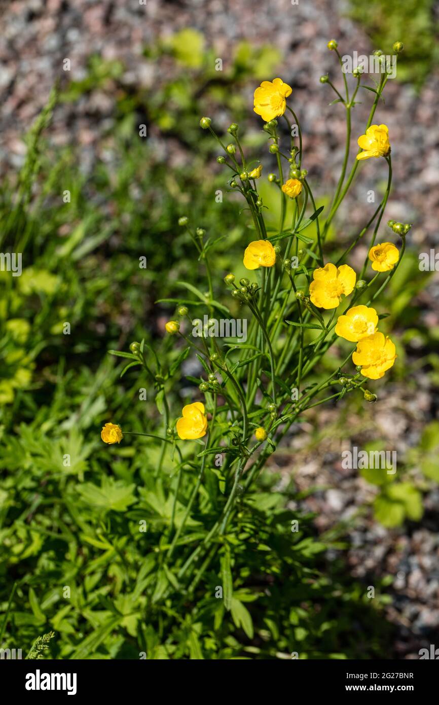 Tall Buttercup, Smörblomma (Ranunculus acris Stock Photo - Alamy