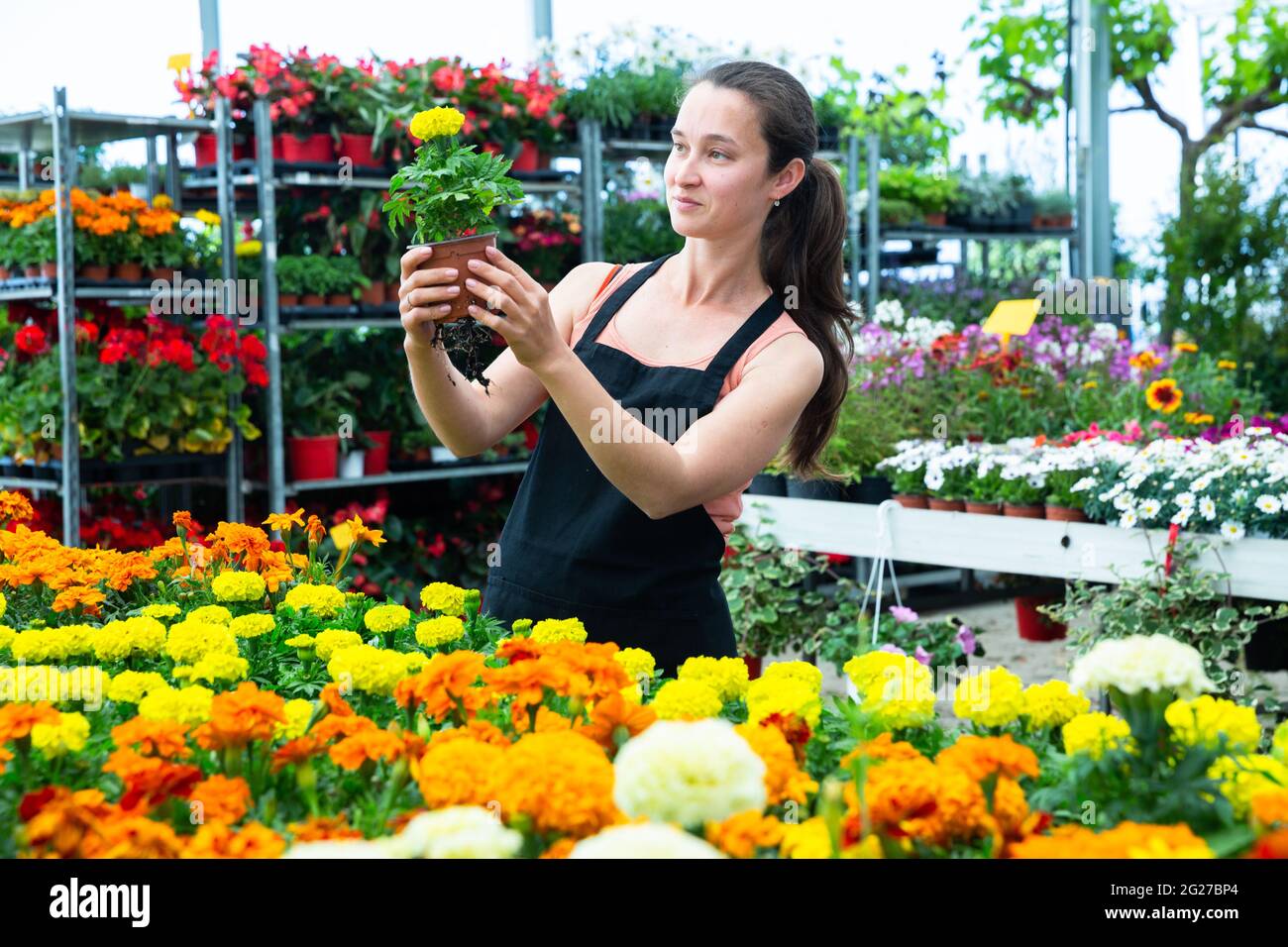Female horticulturist in apron working with flowers French marigold in ...