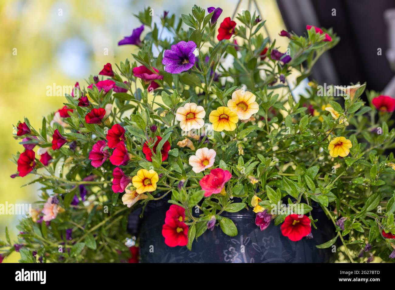Million Bells, Småpetunia (Calibrachoa hybrid Stock Photo - Alamy
