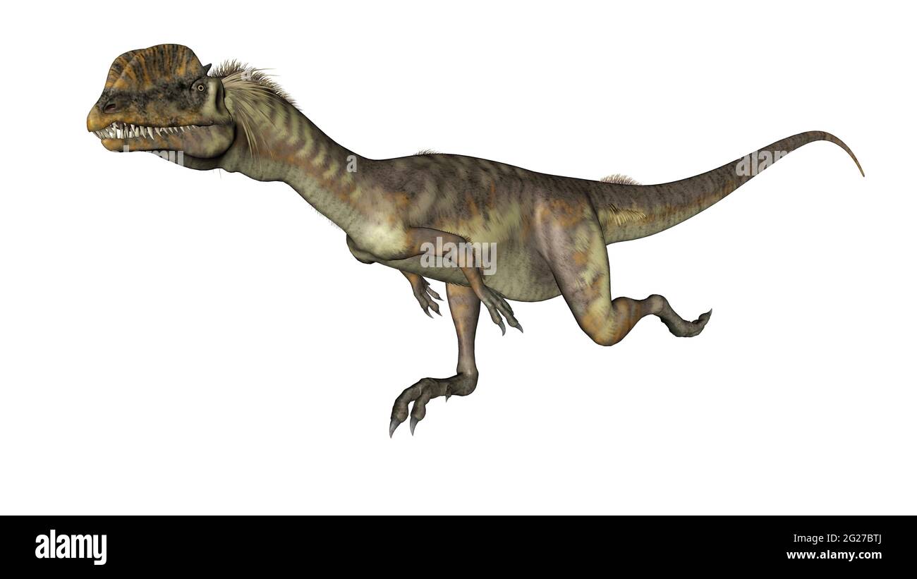 Dilophosaurus dinosaur running, side view isolated on white background Stock Photo - Alamy