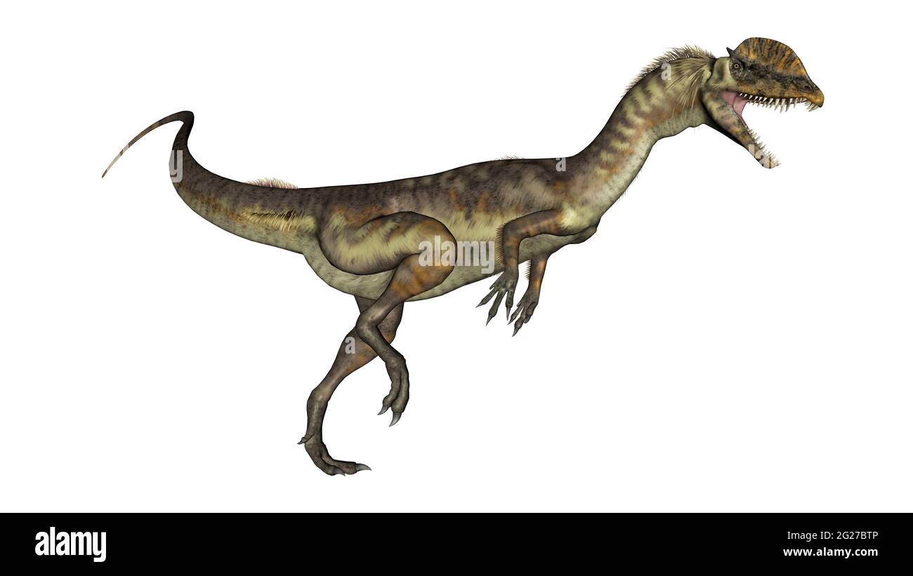 Dilophosaurus dinosaur roaring, side view isolated on white background ...