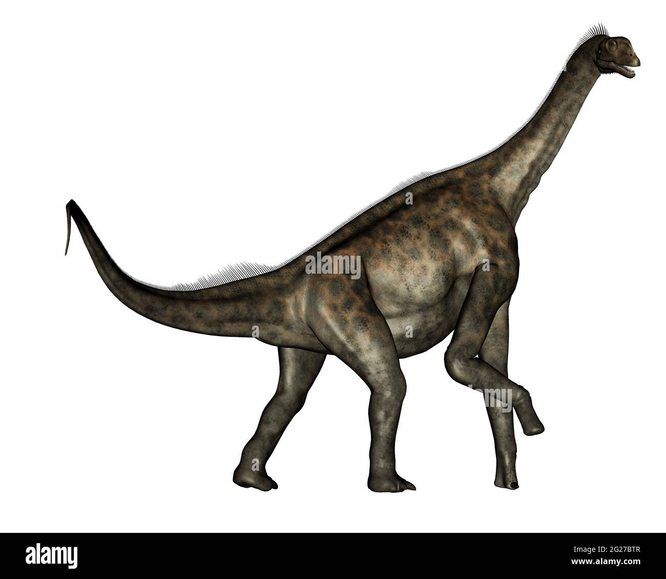 Atlasaurus dinosaur walking, side view isolated on white background ...