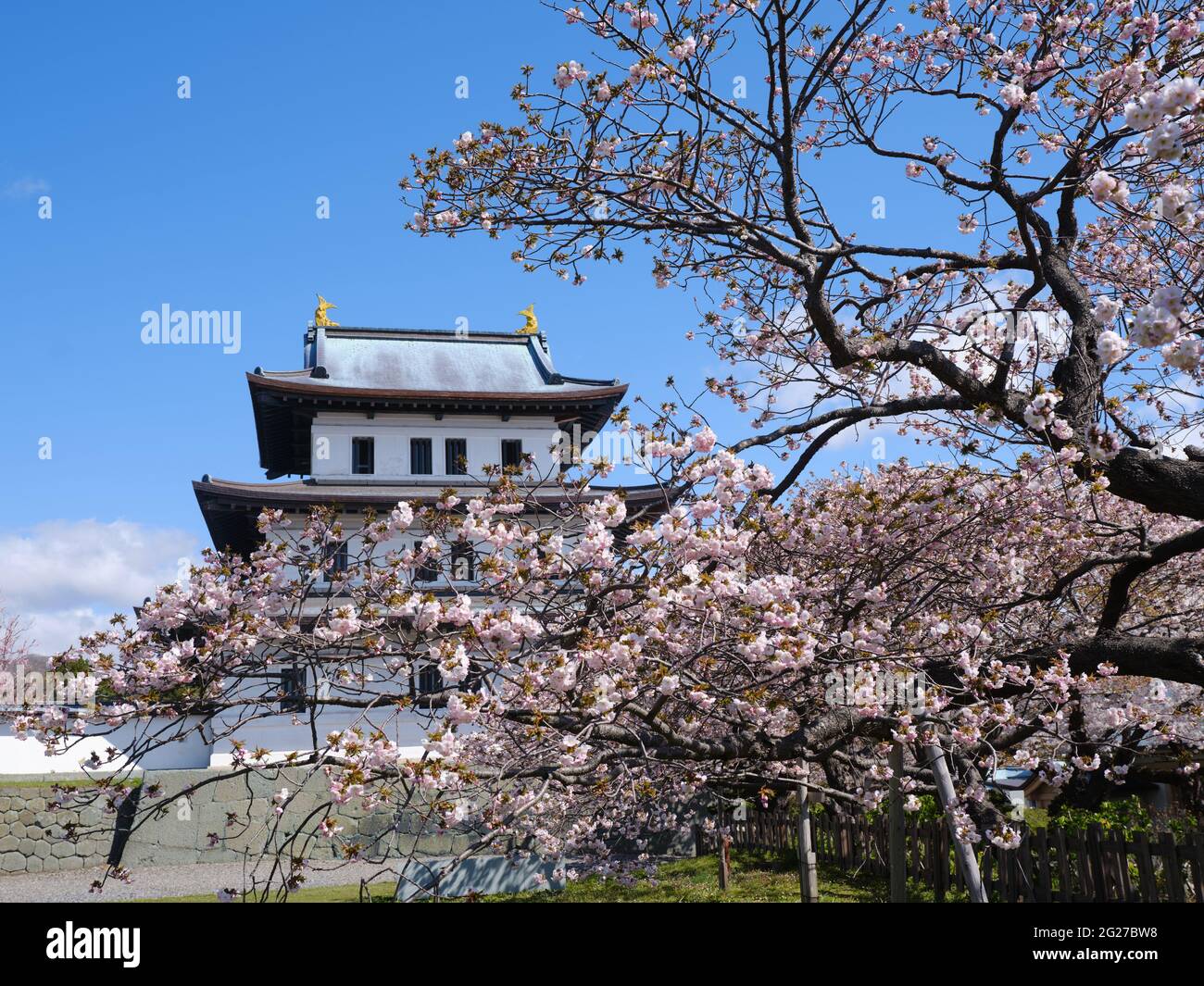 Cherry Blossoms in Matsumae Castle, Hokkaido, Japan Stock Photo - Alamy