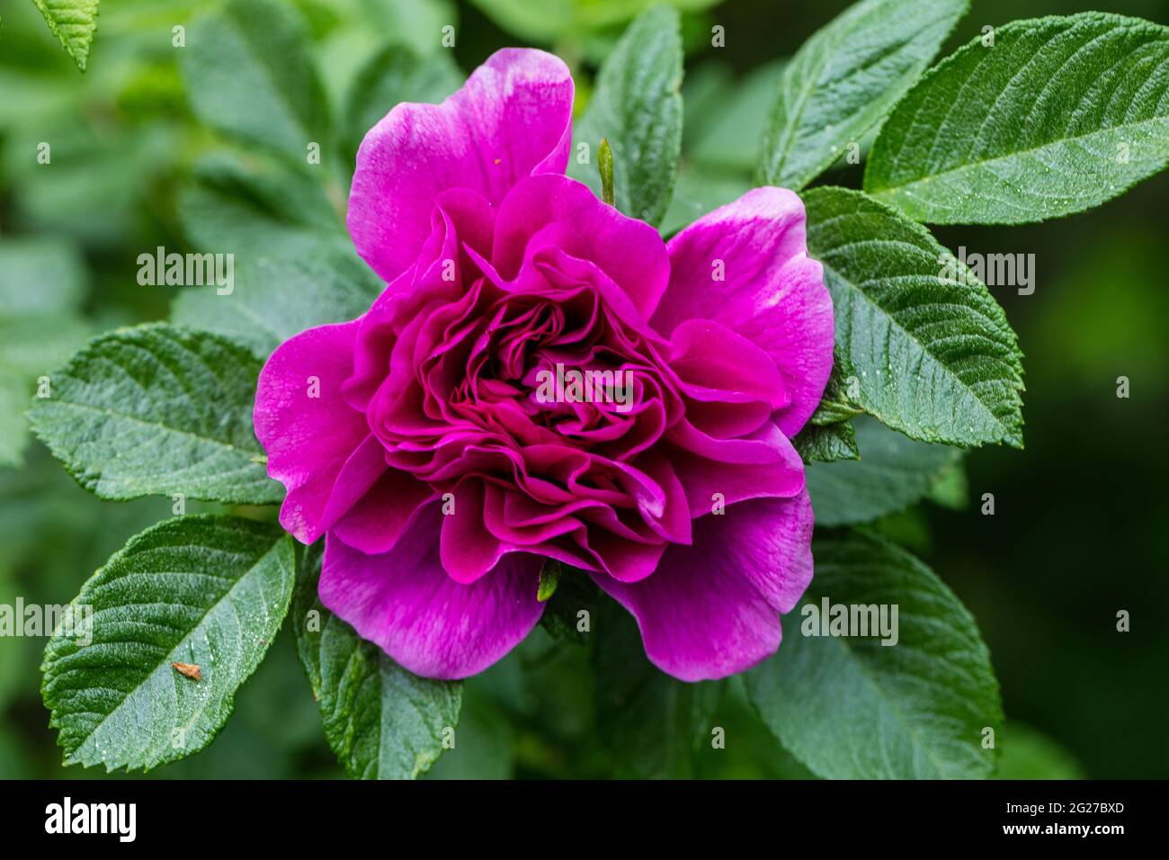 'Hansa' Rugosa rose, Vresros (Rosa rugosa Stock Photo - Alamy