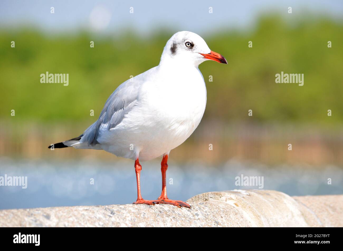 Lovely bird hi-res stock photography and images - Alamy
