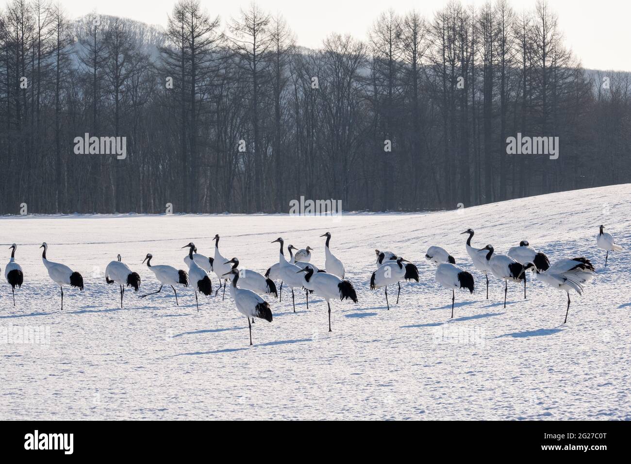 Flock of Cranes Stock Photo - Alamy