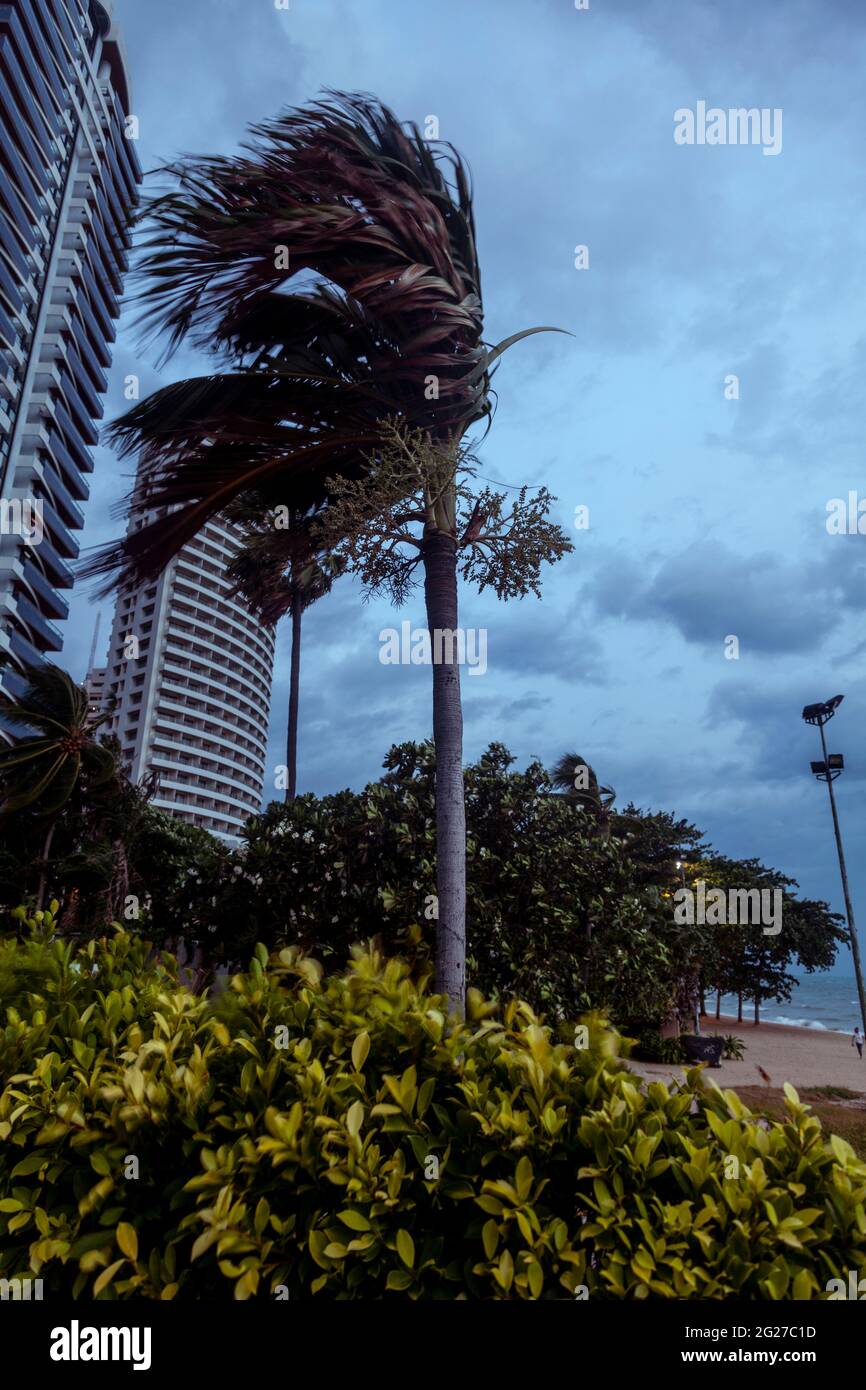 Coconut leaves blown wind hi-res stock photography and images - Alamy