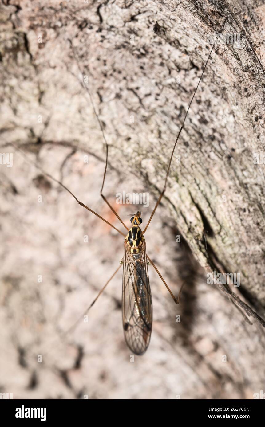 An insect with wings and very long legs sits on a tree Stock Photo - Alamy