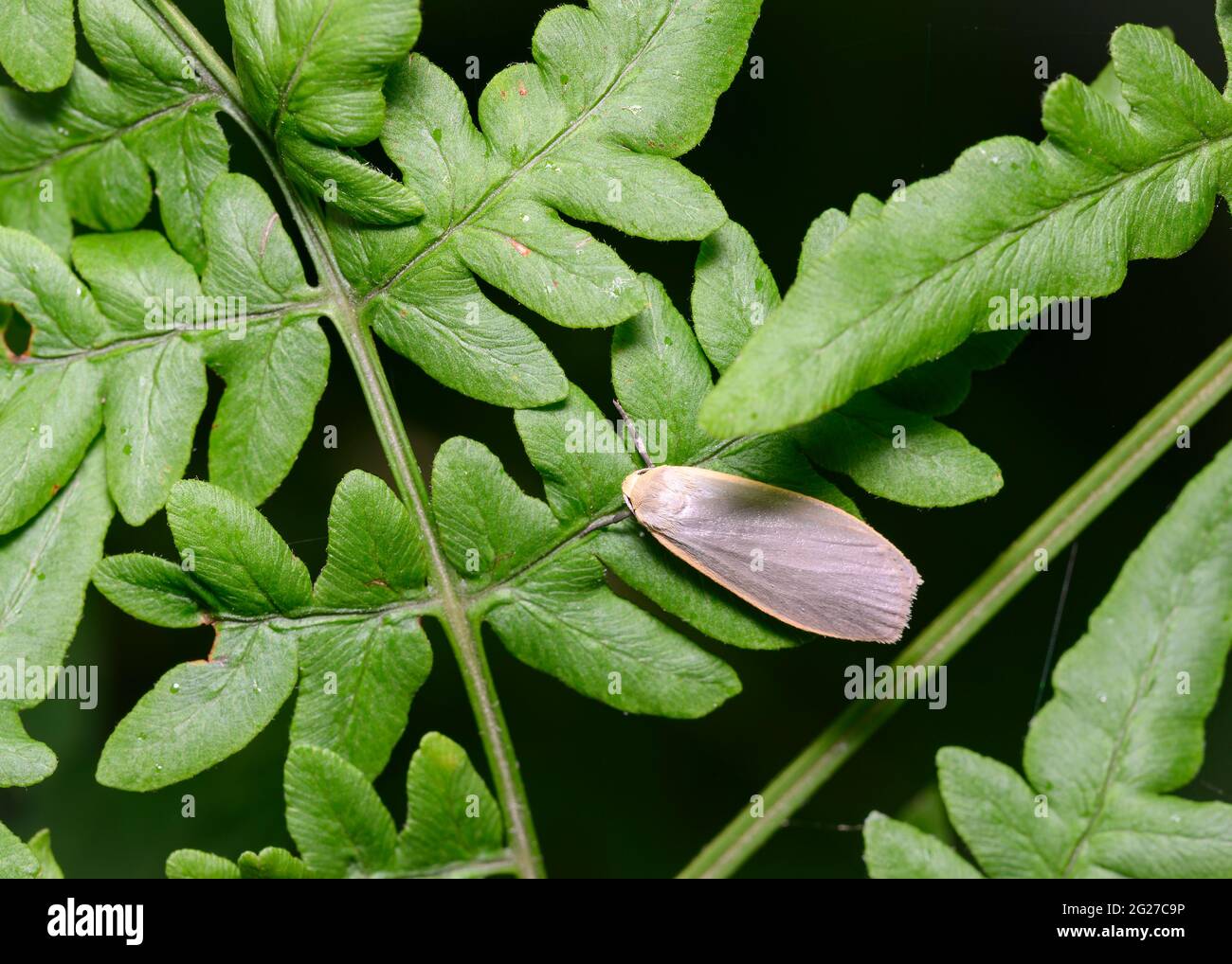 Forest moth hi-res stock photography and images - Alamy