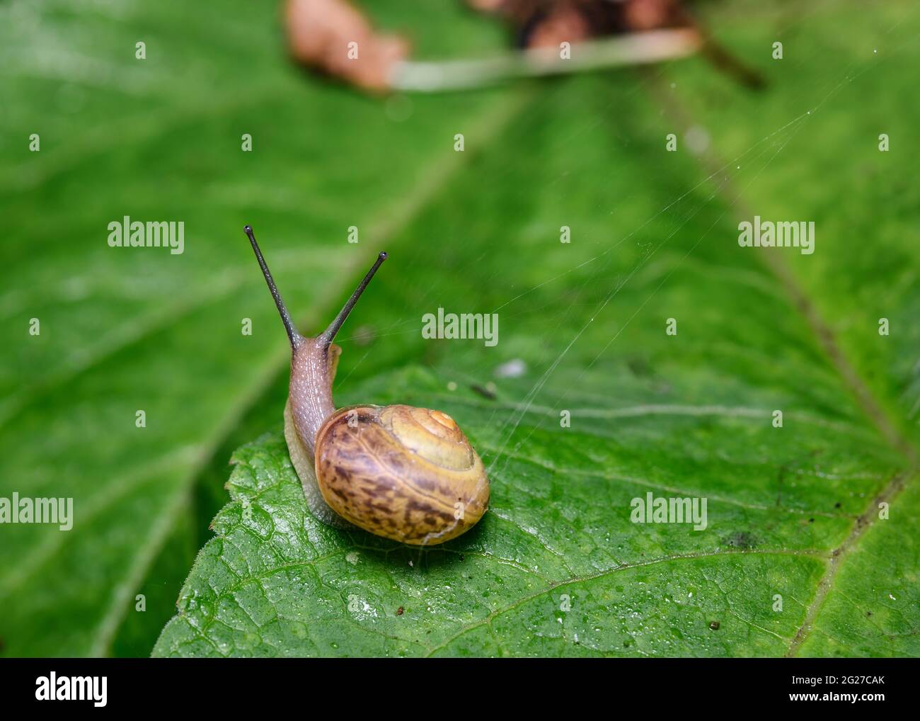 Wood snail hi-res stock photography and images - Alamy
