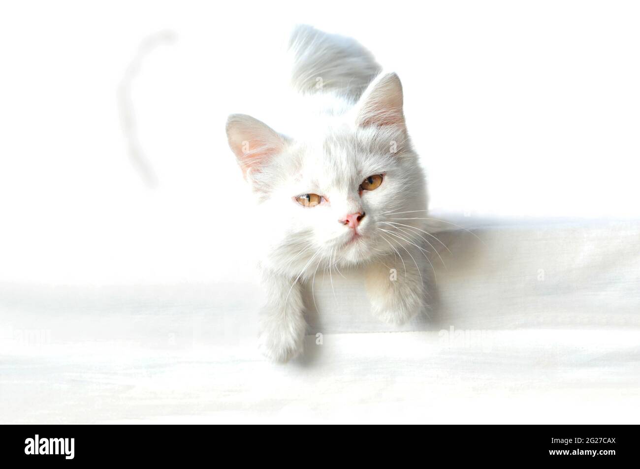 Cute mixed breed Thai/Persian white cat Stock Photo - Alamy