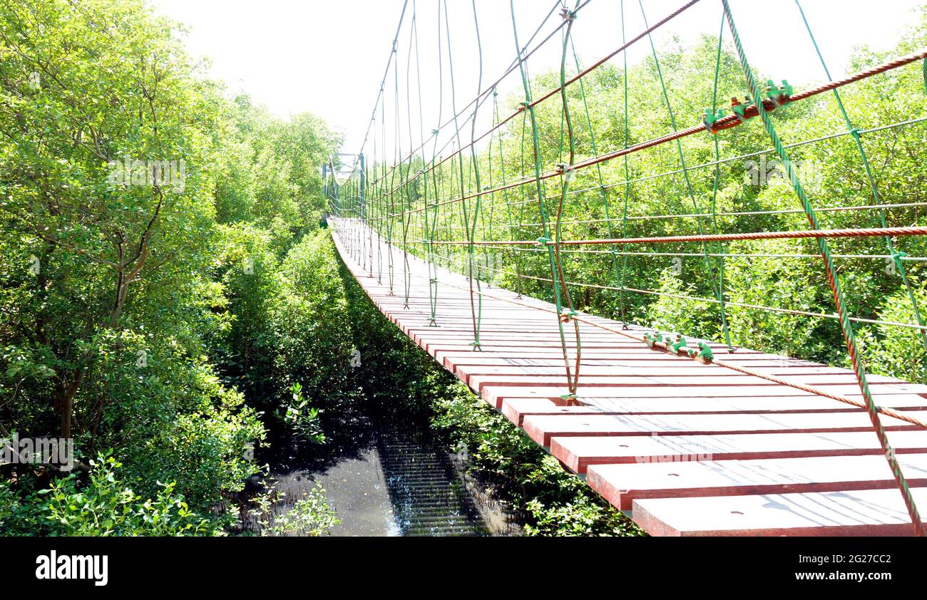 Rope bridge jungle hi-res stock photography and images - Alamy