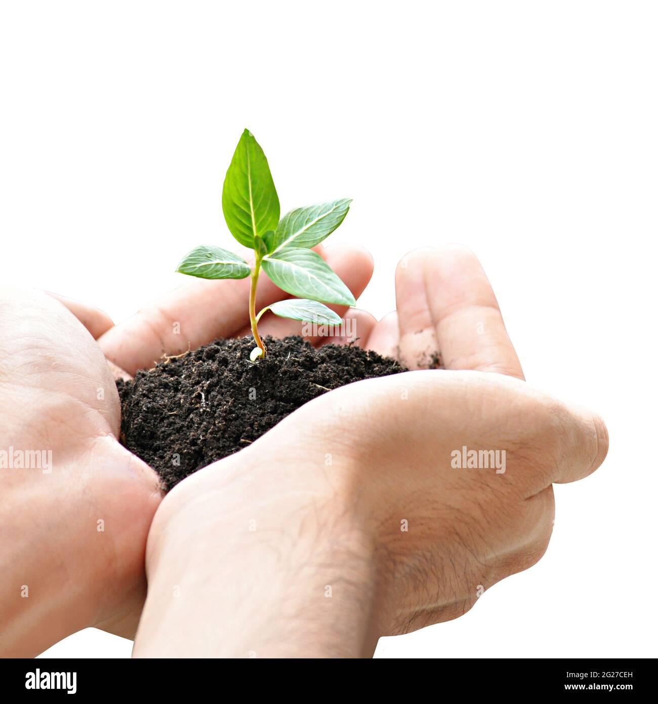 Hand holding green seedling with soil Stock Photo - Alamy