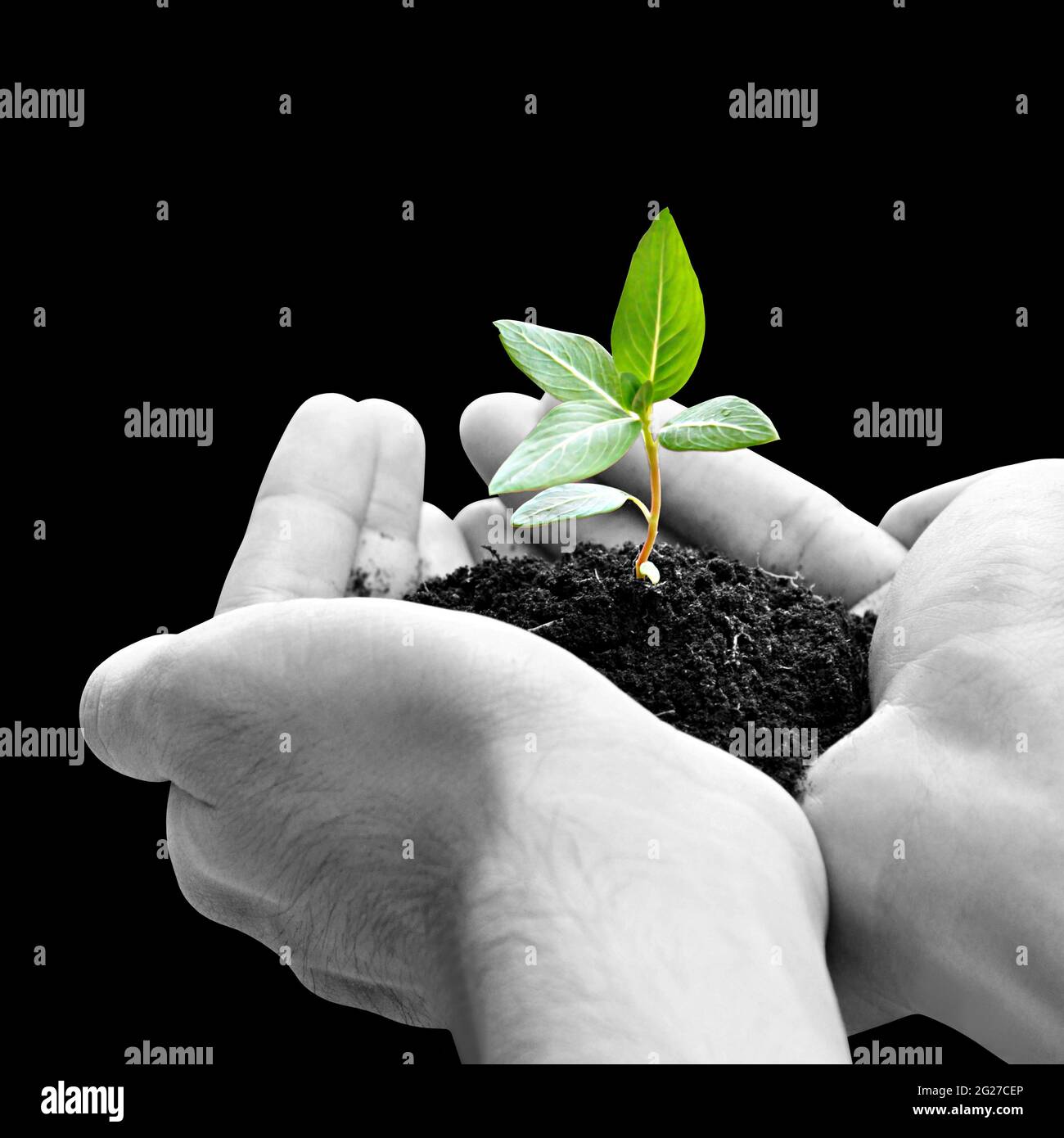 Hand holding green seedling with soil Stock Photo - Alamy