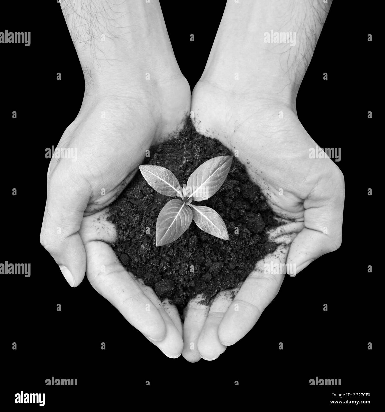 Palm seedling Black and White Stock Photos & Images - Alamy