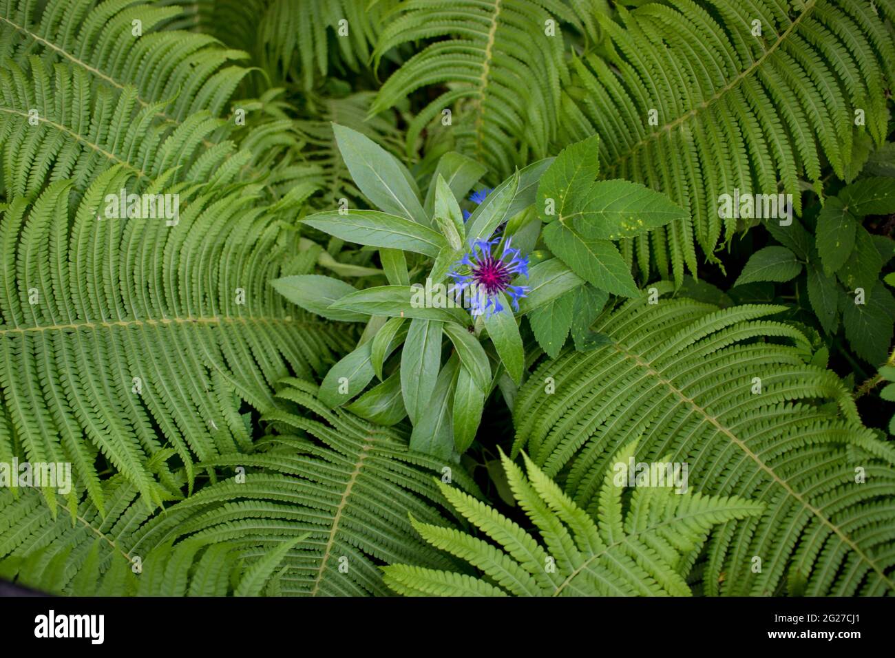 Green fern leaves and purple cornflower buds. Natural floral fern ...